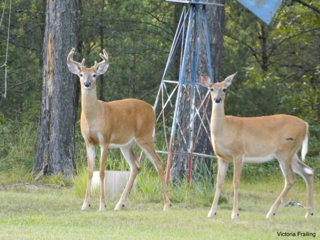 Out for a stroll | News, Sports, Jobs - The Mining Journal